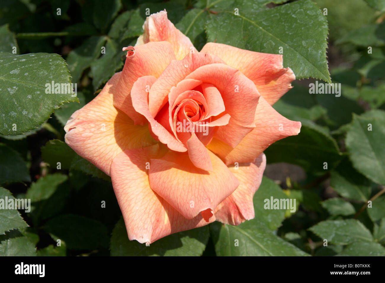 Can-Can rose in Regent's Park, London Stock Photo - Alamy