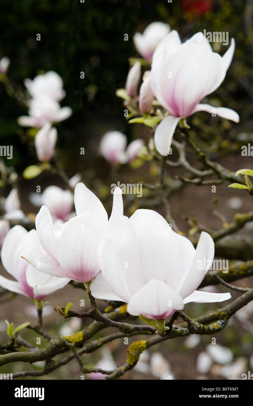 Admire plant and flowers hi-res stock photography and images - Alamy