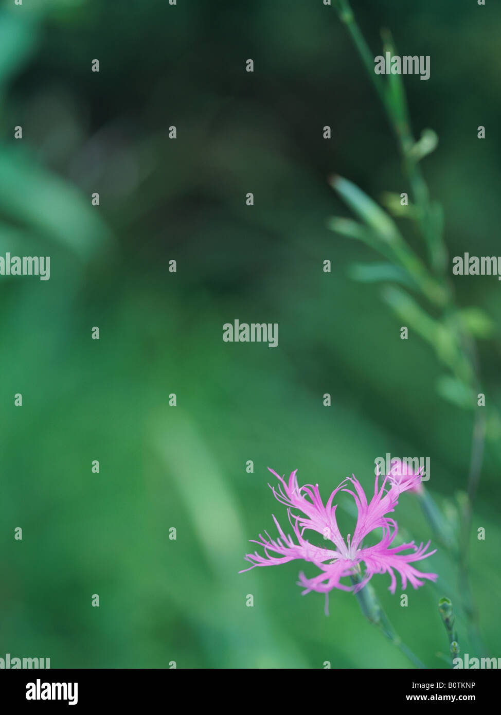 Dainty Flower High Resolution Stock Photography and Images - Alamy