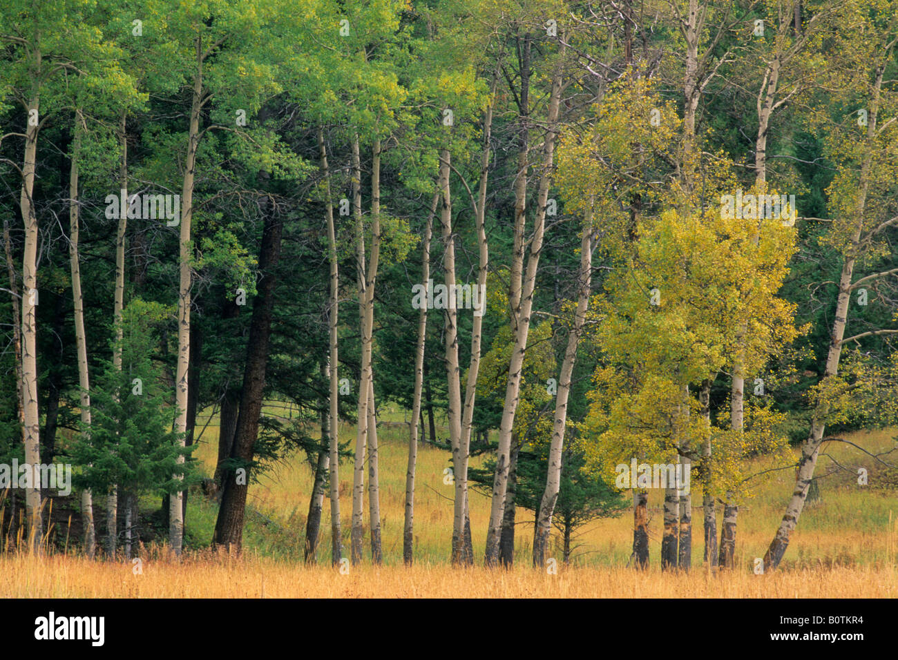 Golden Aspen tree begins to turn color in early fall Tower Roosevelt ...