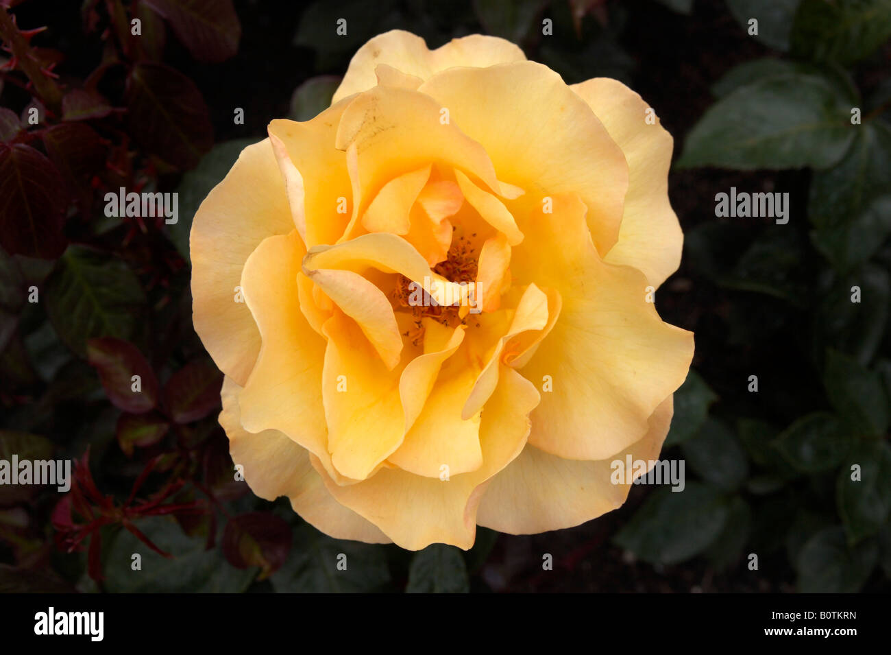 Keep smiling rose in Regent's Park, London Stock Photo - Alamy