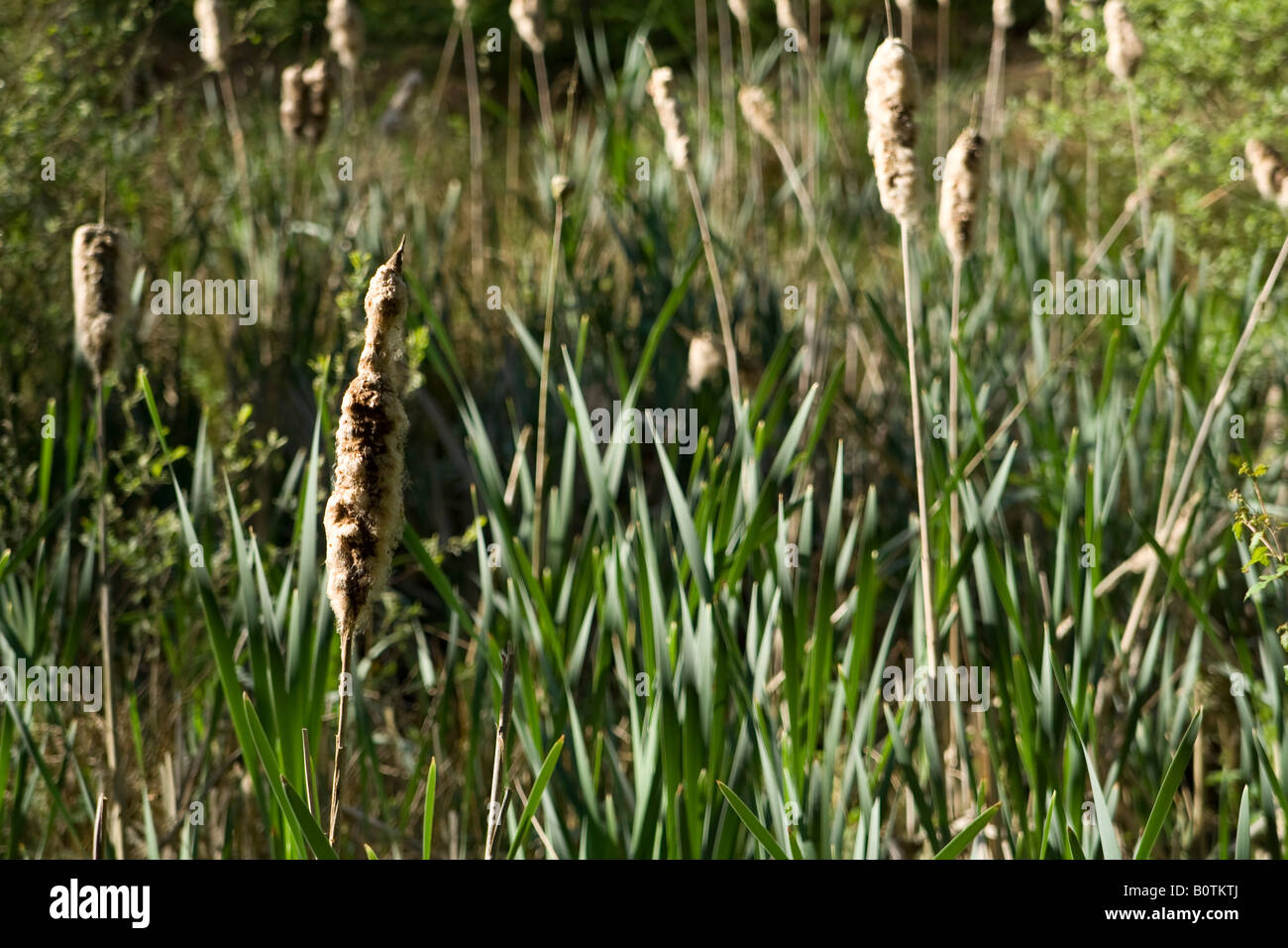 Bullrushes uk hi-res stock photography and images - Alamy