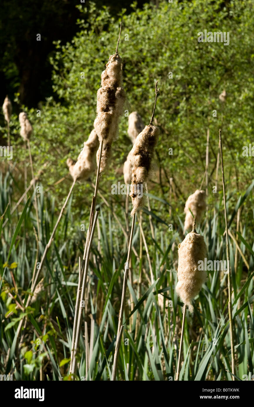 Bullrushes uk hi-res stock photography and images - Alamy