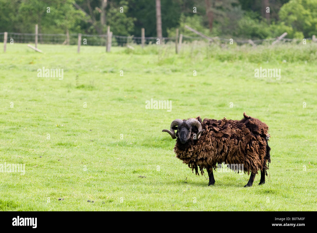 Soay Sheep 2 Stock Photo - Alamy