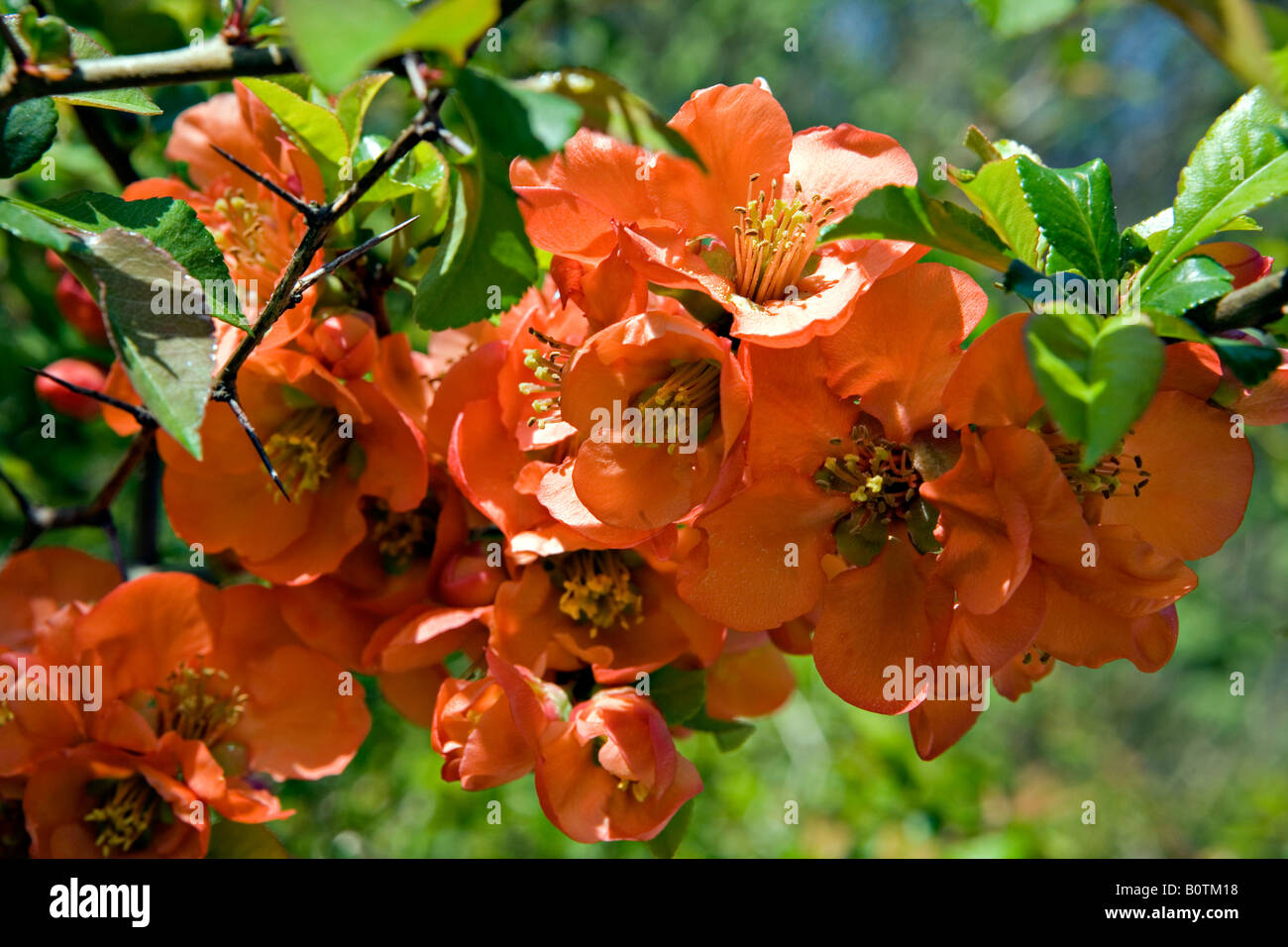 Maules quince hi-res stock photography and images - Alamy