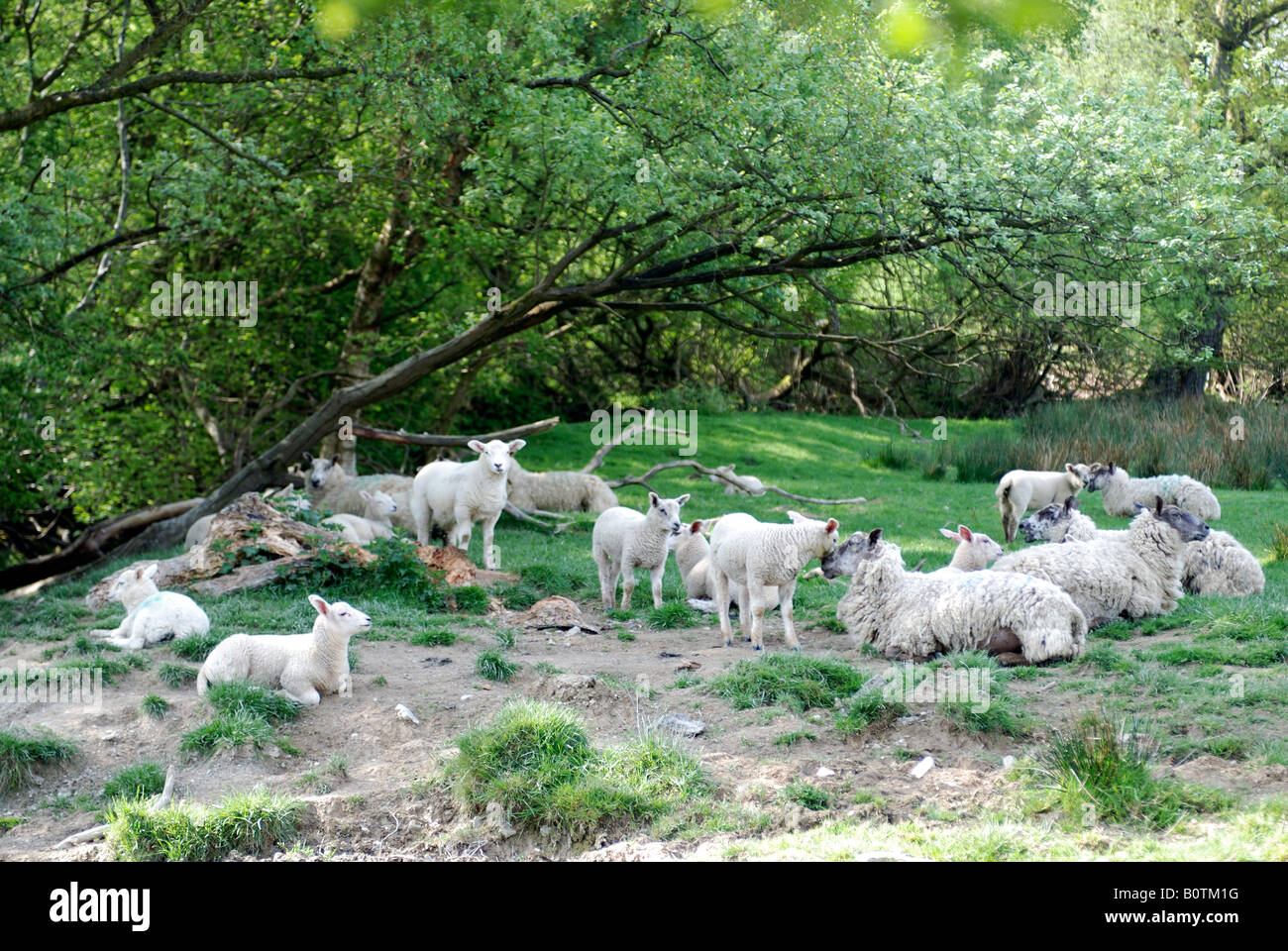 Shading sun hi-res stock photography and images - Alamy