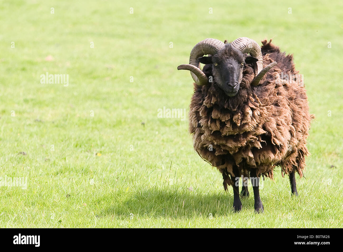 Soay sheep hi-res stock photography and images - Alamy