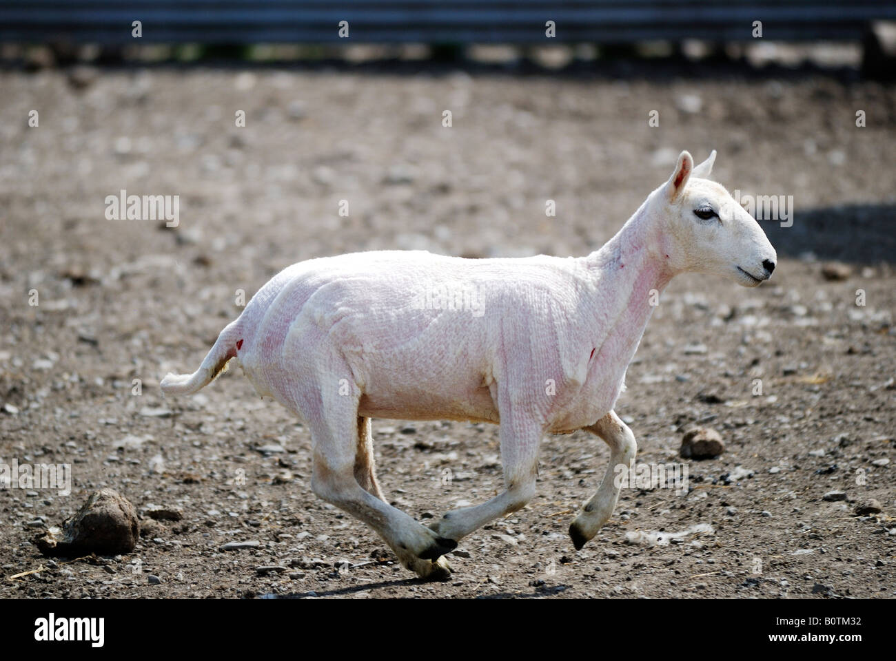 Sheared sheep hi-res stock photography and images - Alamy
