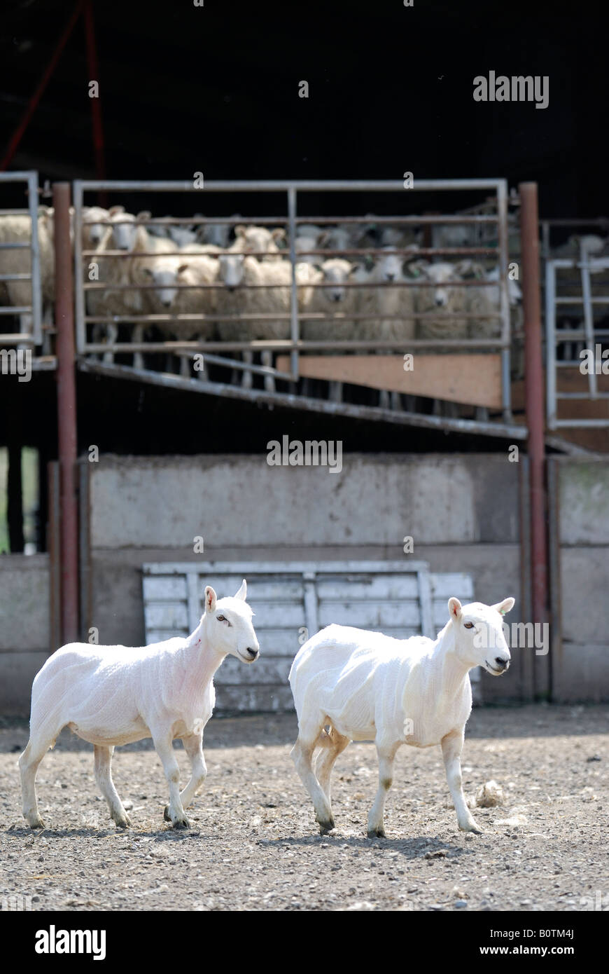 Sheared sheep hi-res stock photography and images - Alamy