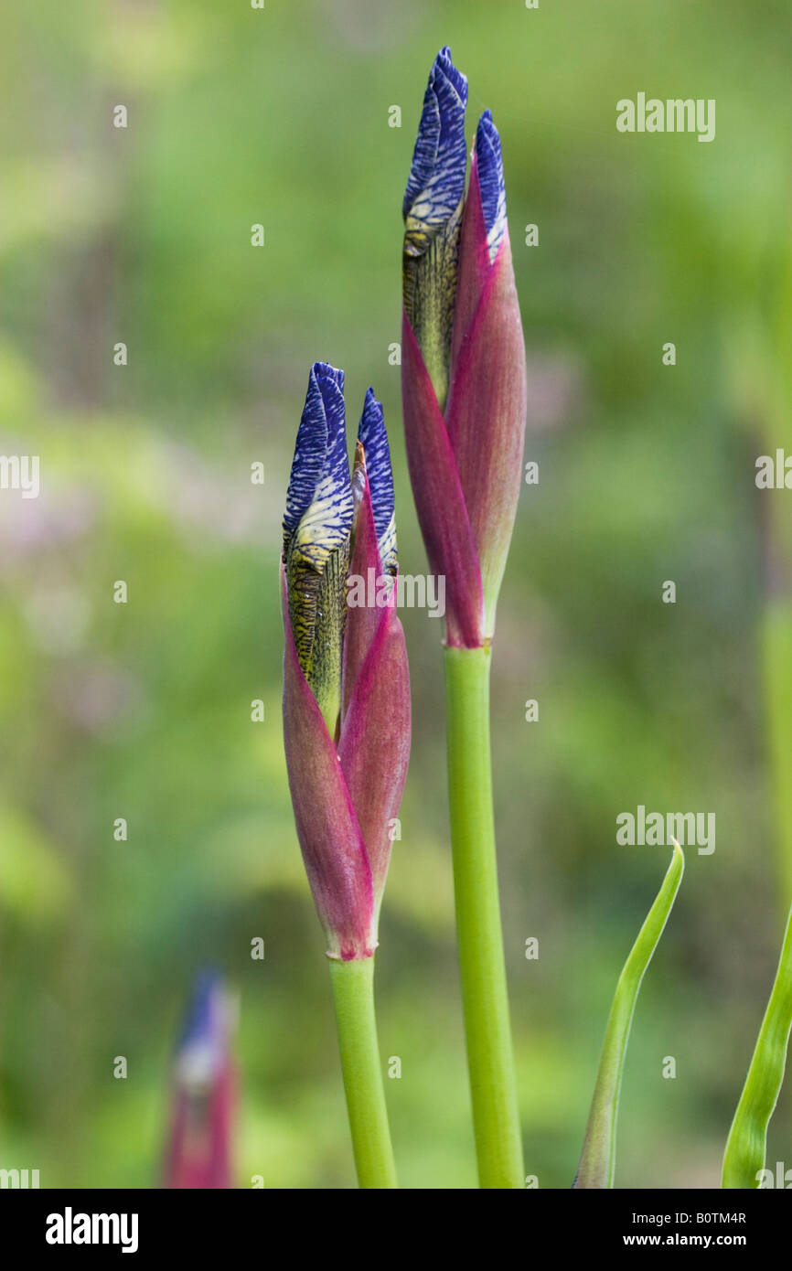 Bearded Iris buds Stock Photo - Alamy