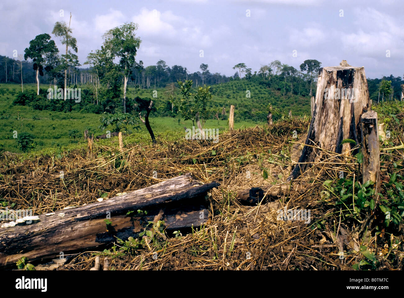 Western Ivory Coast, Cote d'Ivoire, West Africa. Deforestation for ...