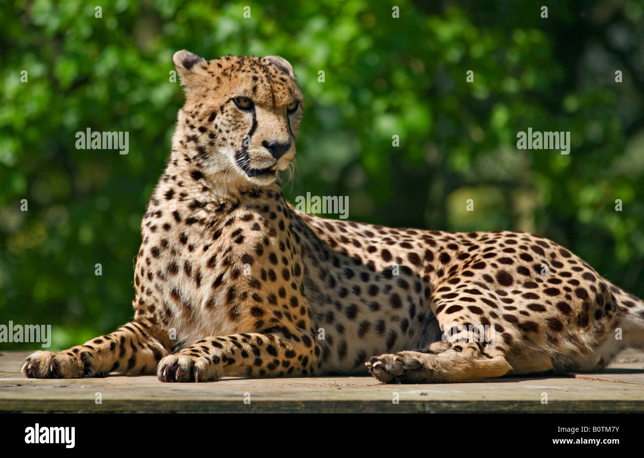 Cheetah (acinonyx jubatus Stock Photo - Alamy