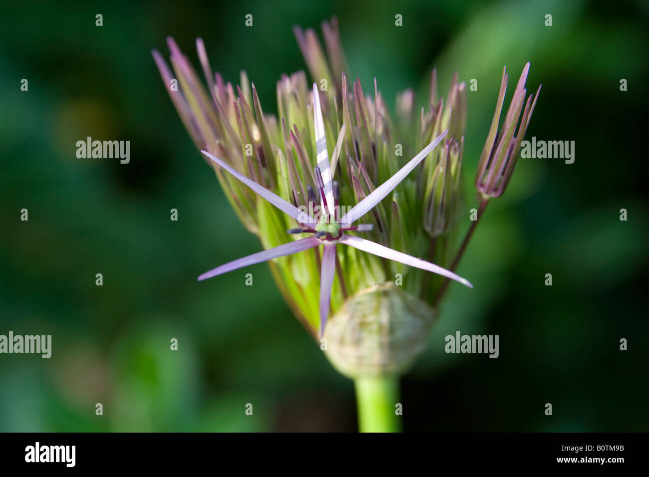 Alliums christophii hi-res stock photography and images - Alamy