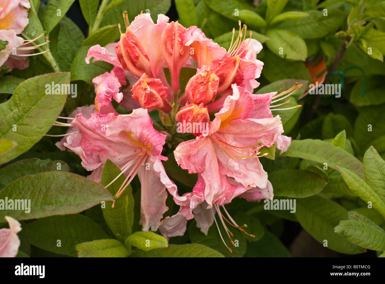 Azalea Strawberry Ice flower in May Stock Photo - Alamy