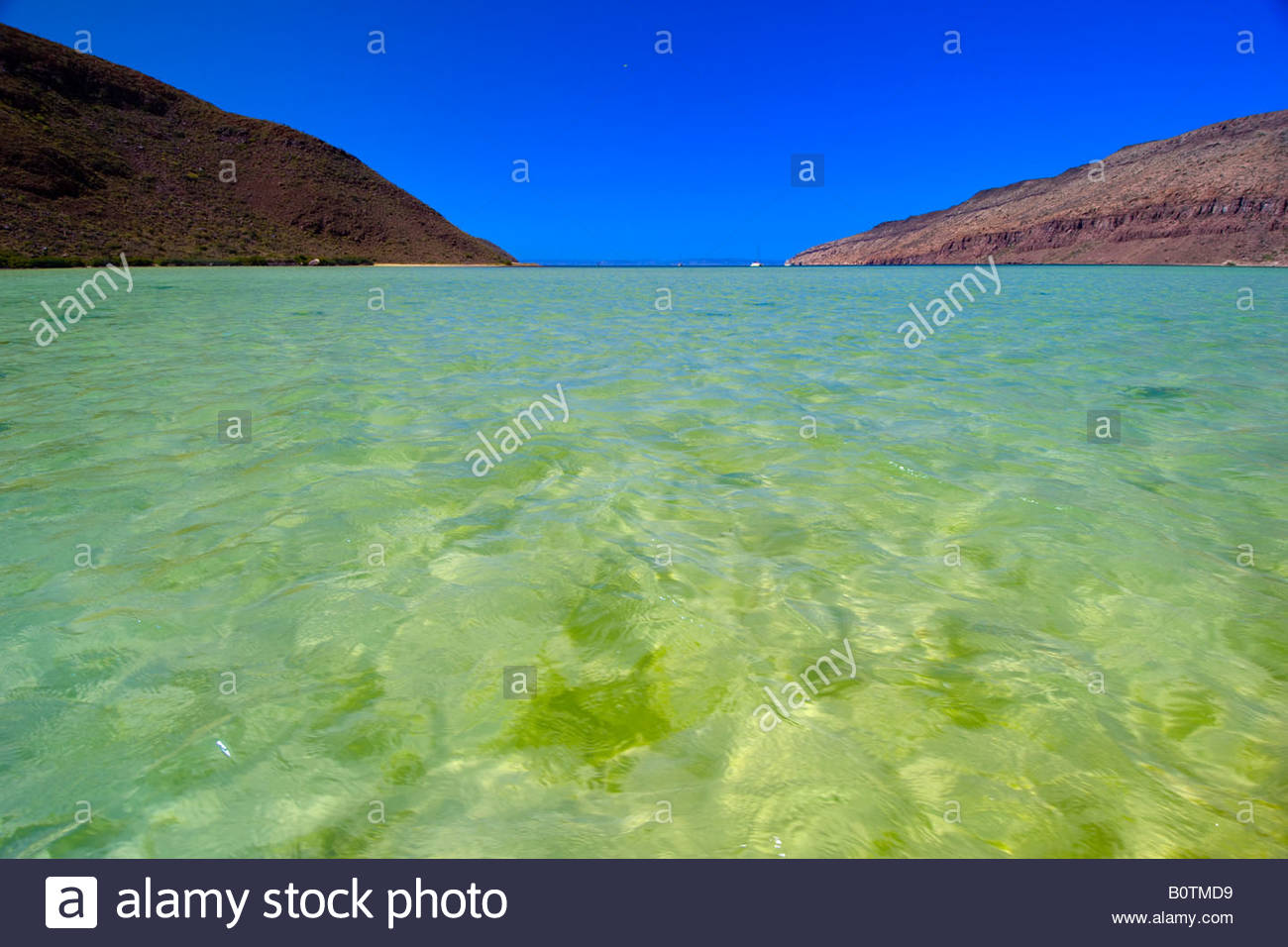 Cardonal Stock Photos & Cardonal Stock Images - Alamy