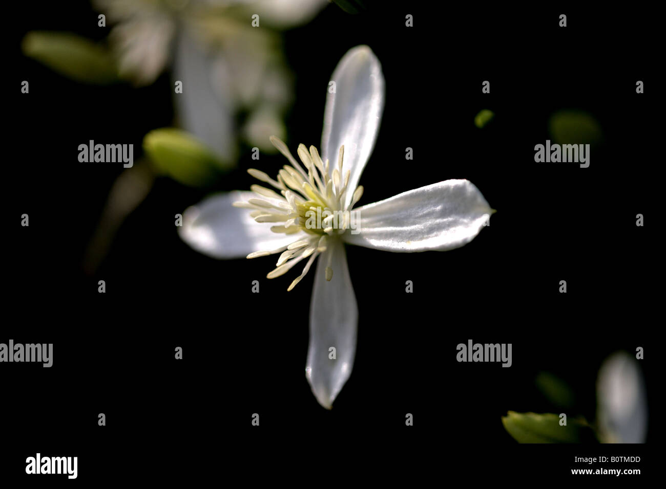 Wildflowers of india hi-res stock photography and images - Alamy