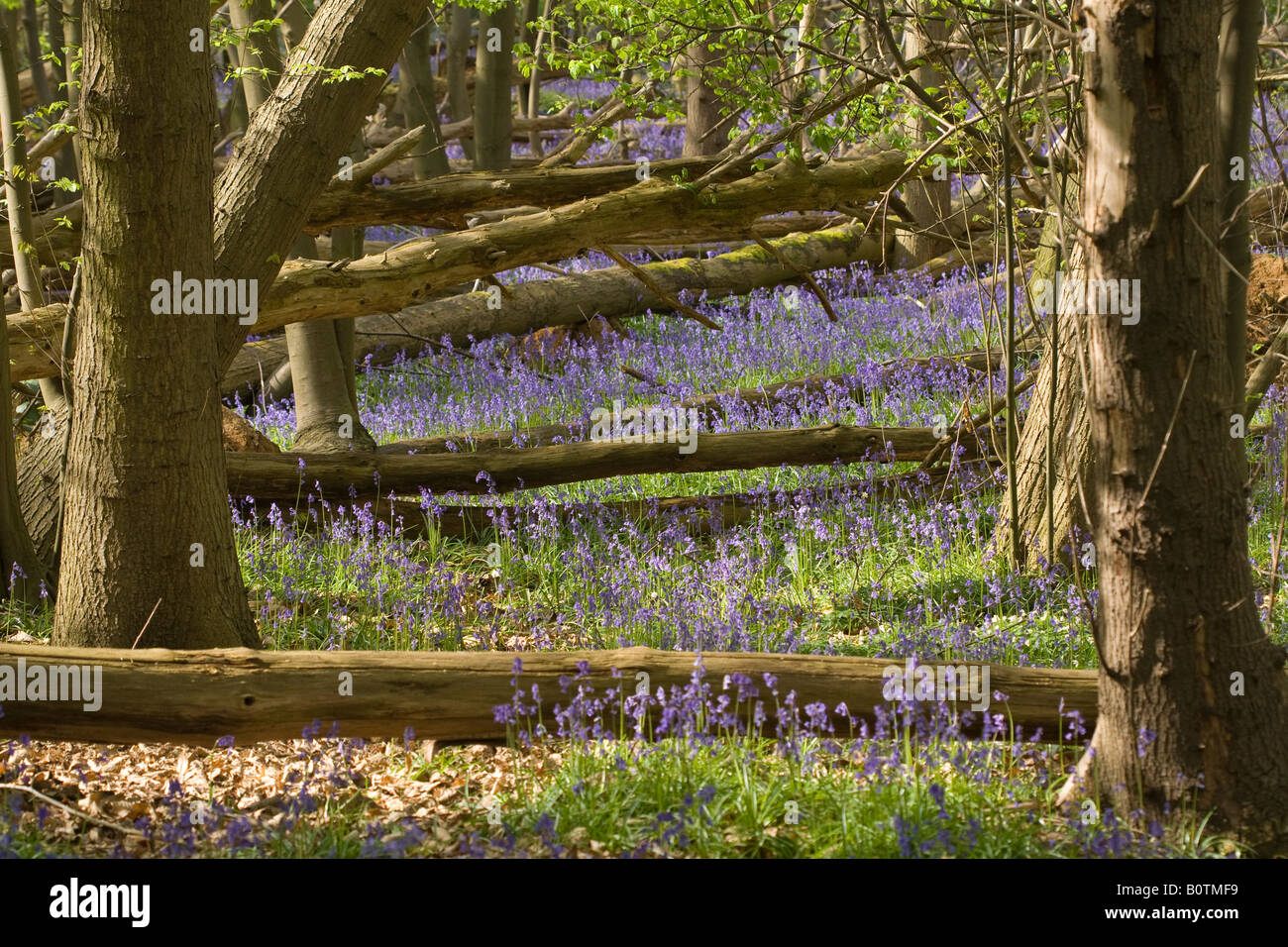 Bluebells in Hockley Woods, Hockley ,Essex Stock Photo - Alamy