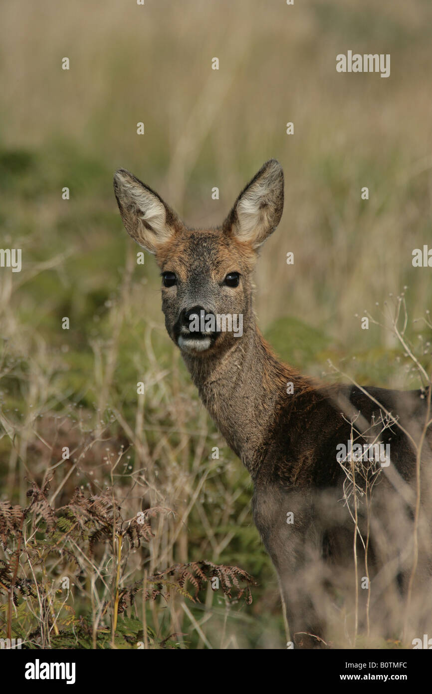 Female Roe deer Capreolus capreolus Stock Photo - Alamy