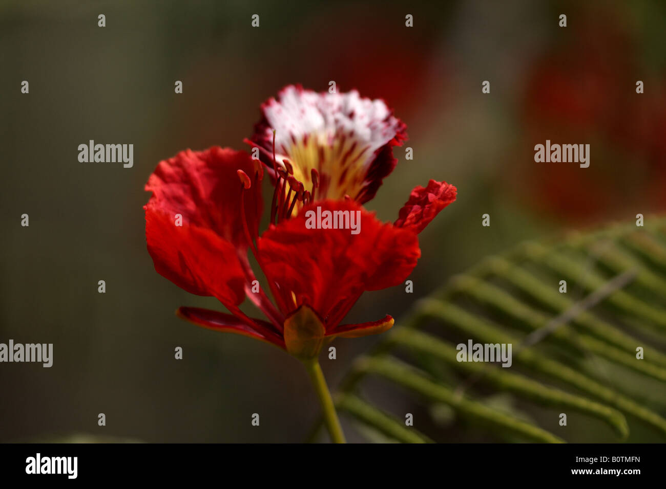 "Royal Poinciana (Delonix regia Stock Photo - Alamy