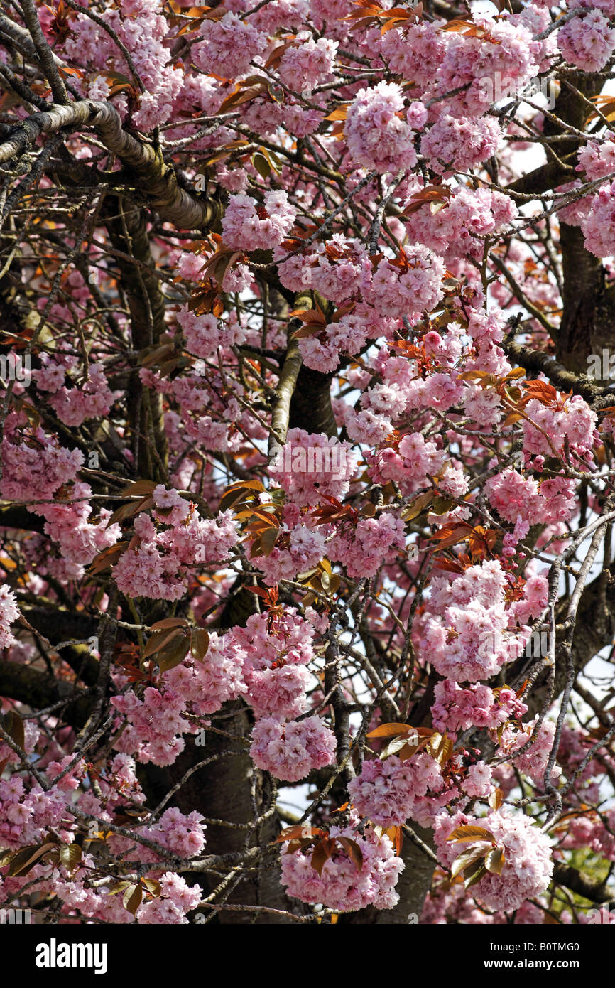 Pink Flowering Ornamental Cherry tree Stock Photo - Alamy
