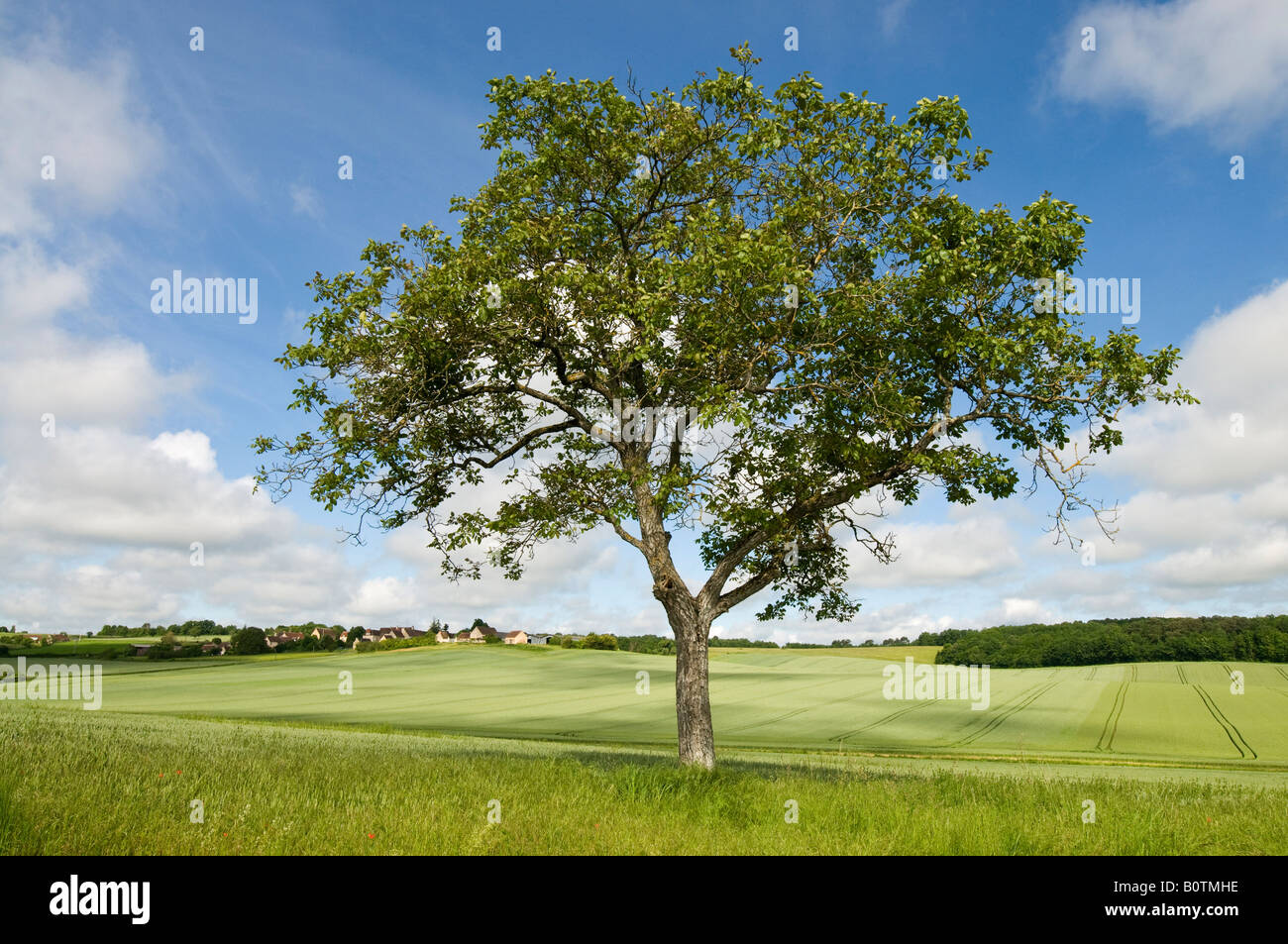 France walnut tree hi-res stock photography and images - Alamy