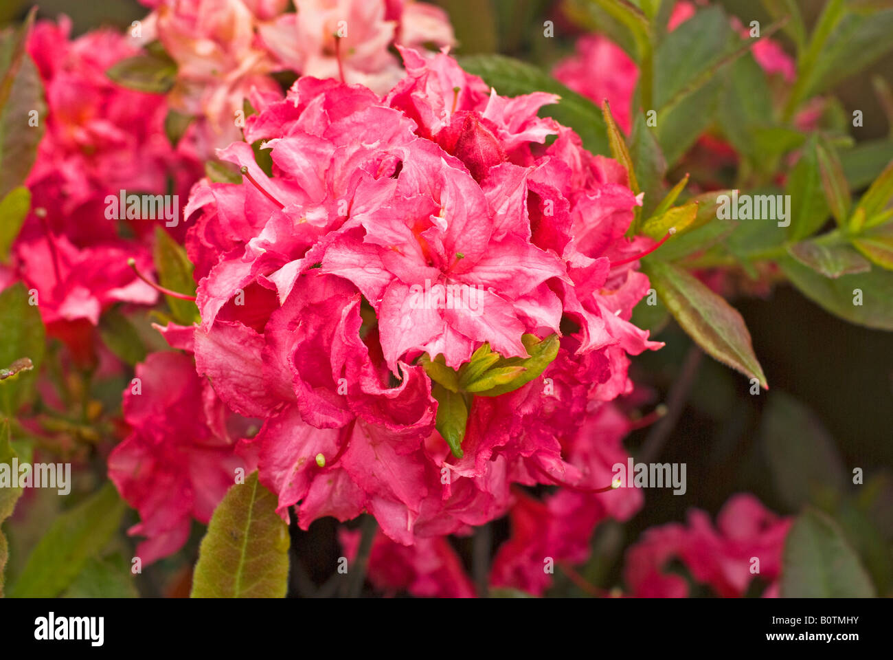 Colorful duke hi-res stock photography and images - Alamy