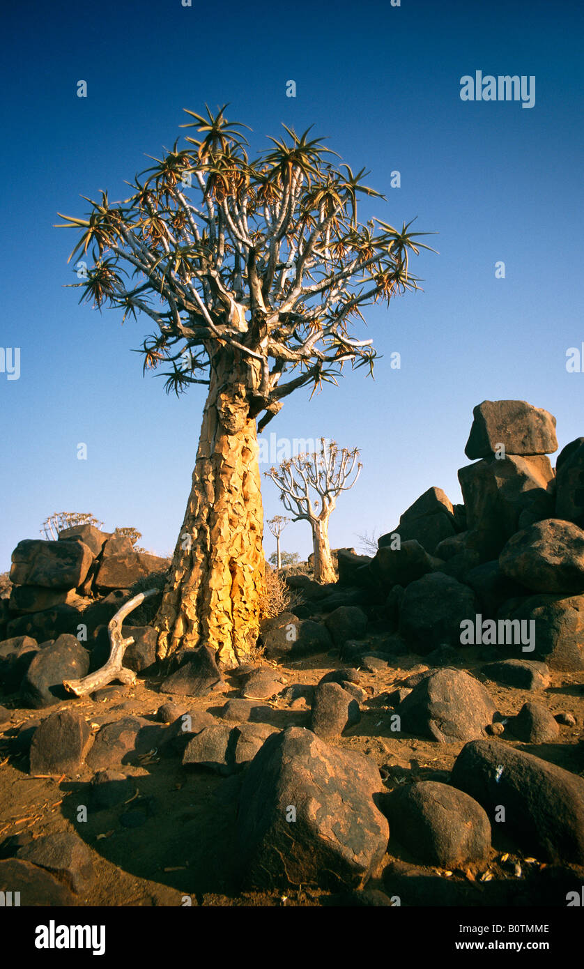 Quiver Tree, Keetmanshoop, Namibia Stock Photo - Alamy