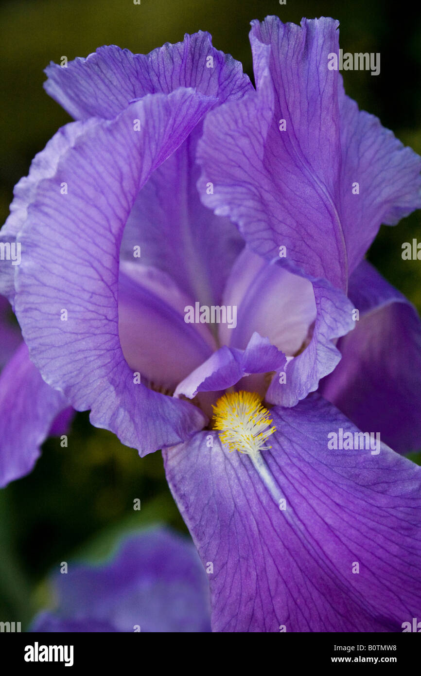 Springtime – Bearded Iris, (I. germanica), aka: Flag or German Iris ...