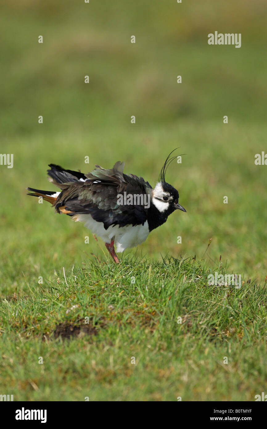 Lapwing Vanellus vanellus preening its feathers and stretching its ...