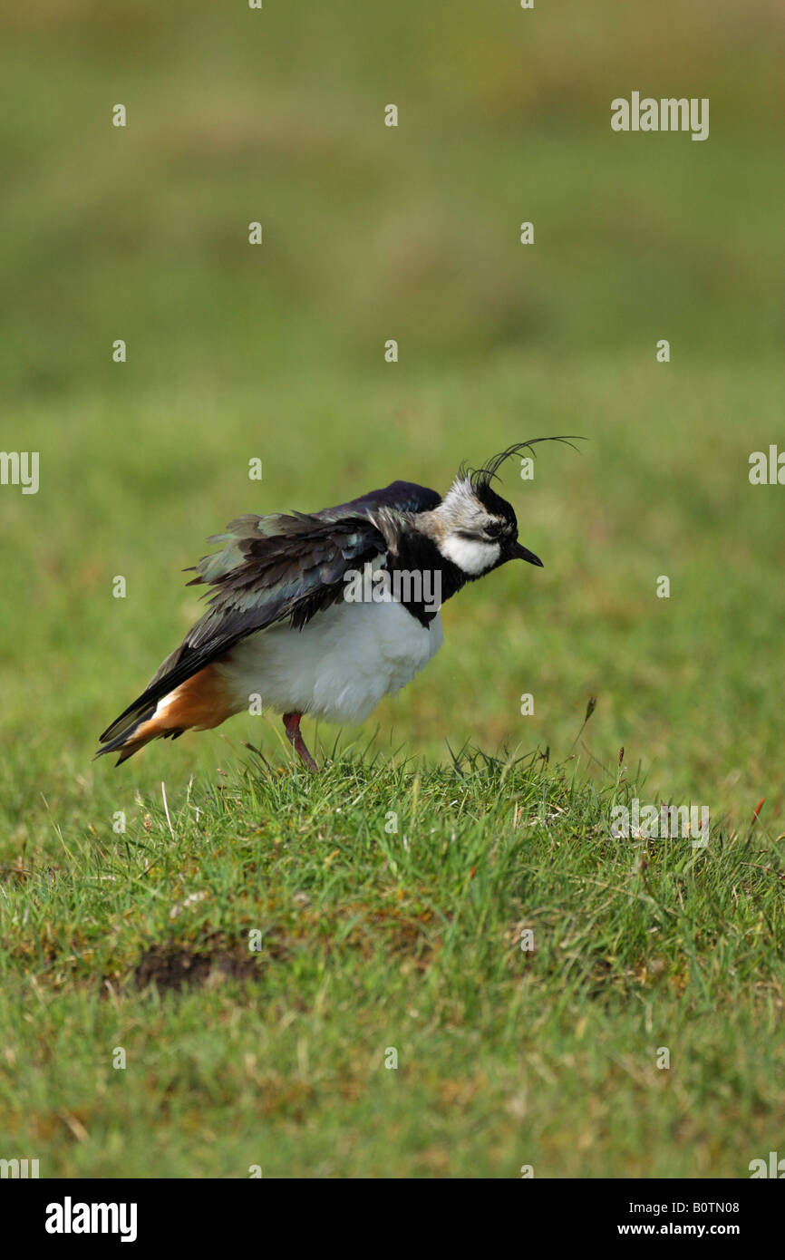 Lapwing Vanellus vanellus preening its feathers and stretching its ...
