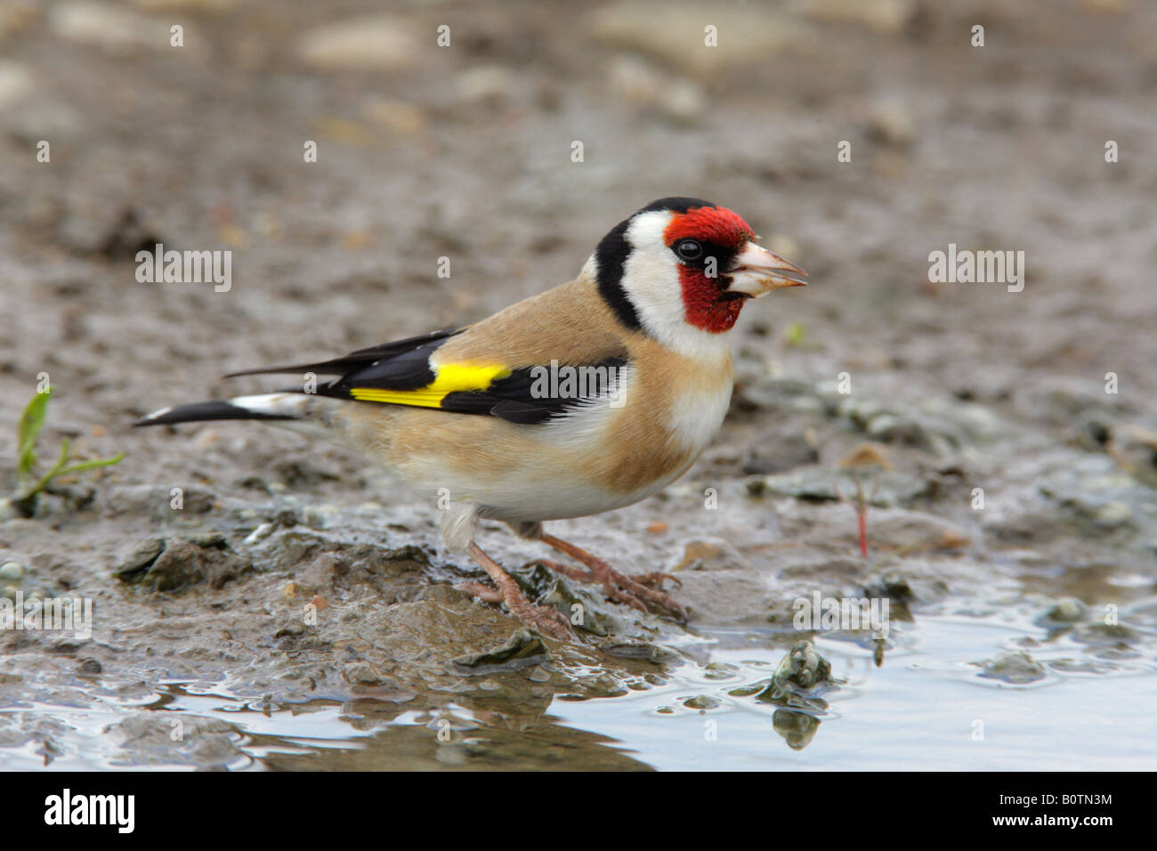 Goldfinch england hi-res stock photography and images - Alamy