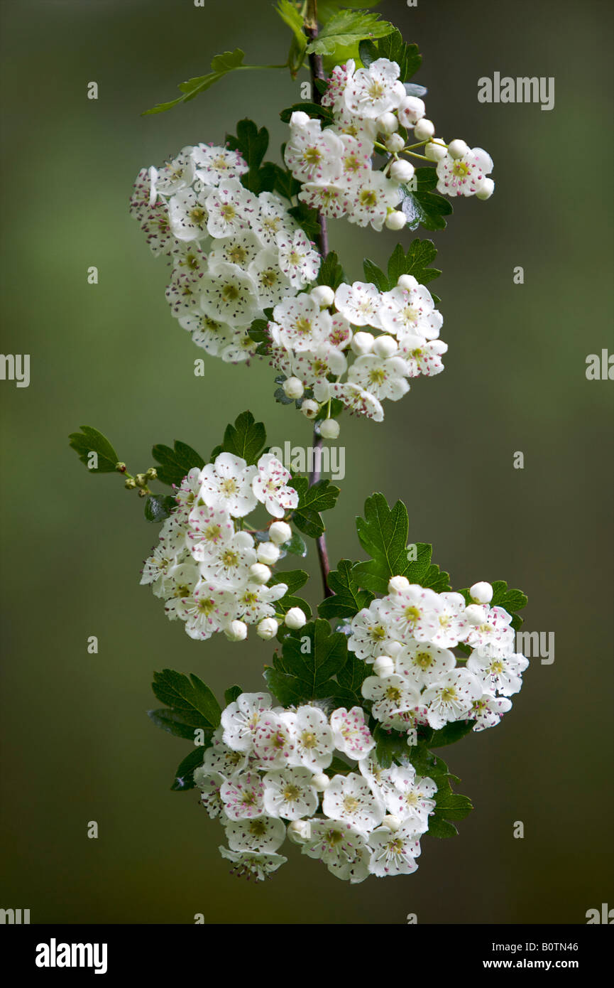 Hawthorn blossom in spring Stock Photo - Alamy