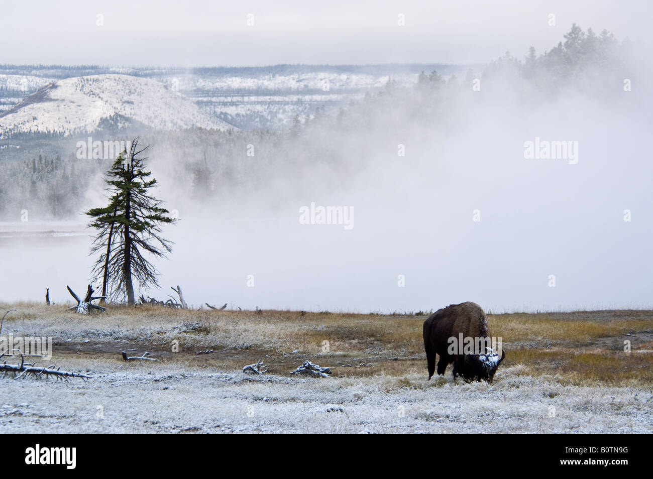 Buffalo bison animal wildlife mammal nature yellowstone grazing fall hi ...