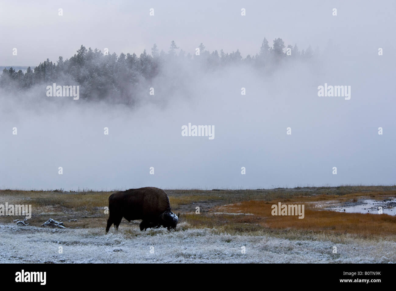 Buffalo bison animal wildlife mammal nature yellowstone grazing fall hi ...
