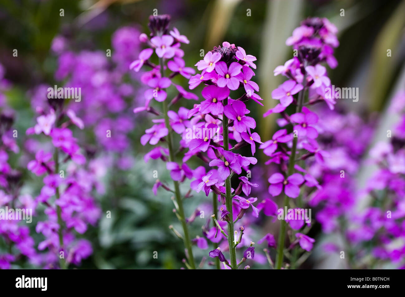 Purple Mauve flowers Stock Photo - Alamy