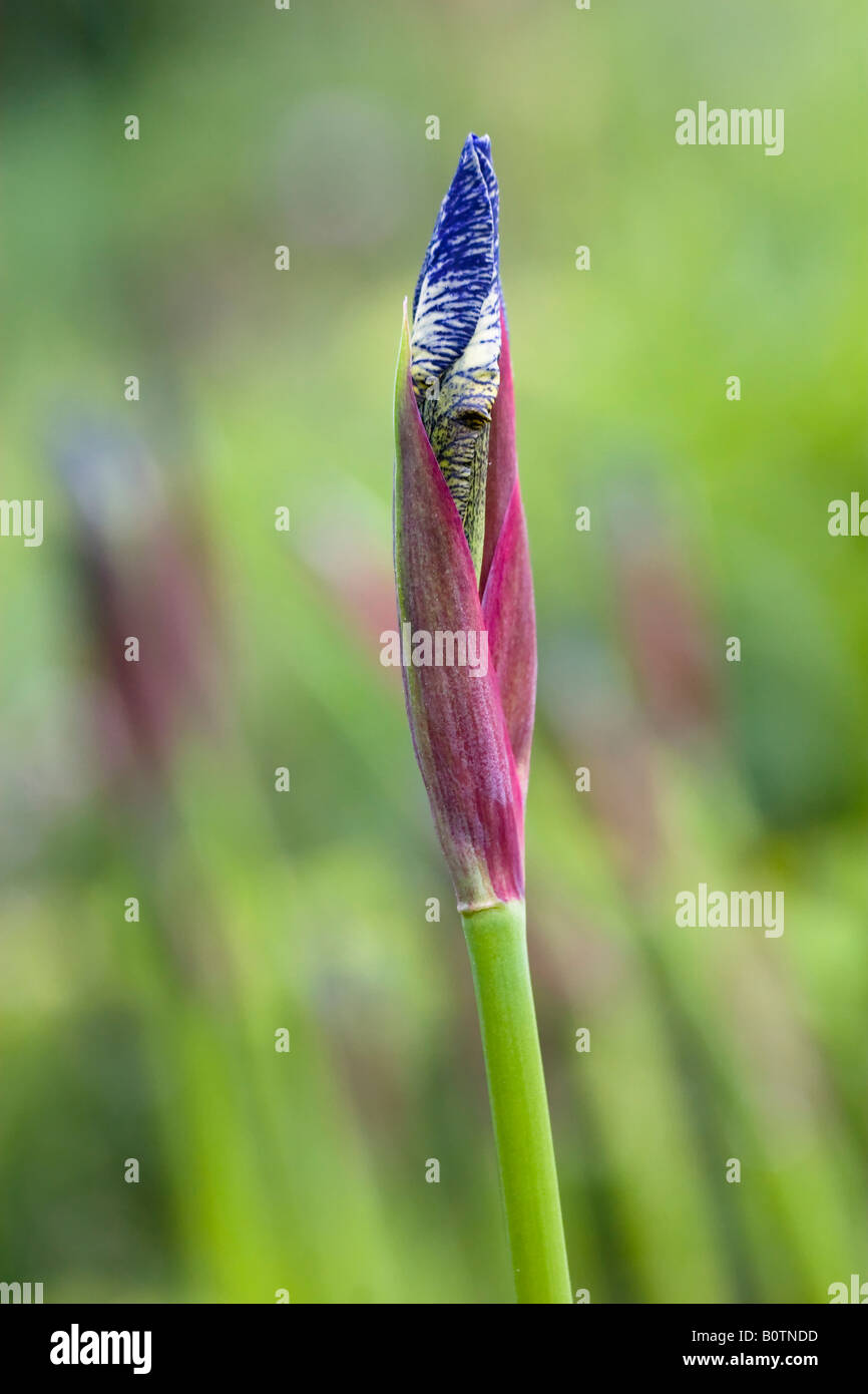 Bearded Iris bud Stock Photo - Alamy