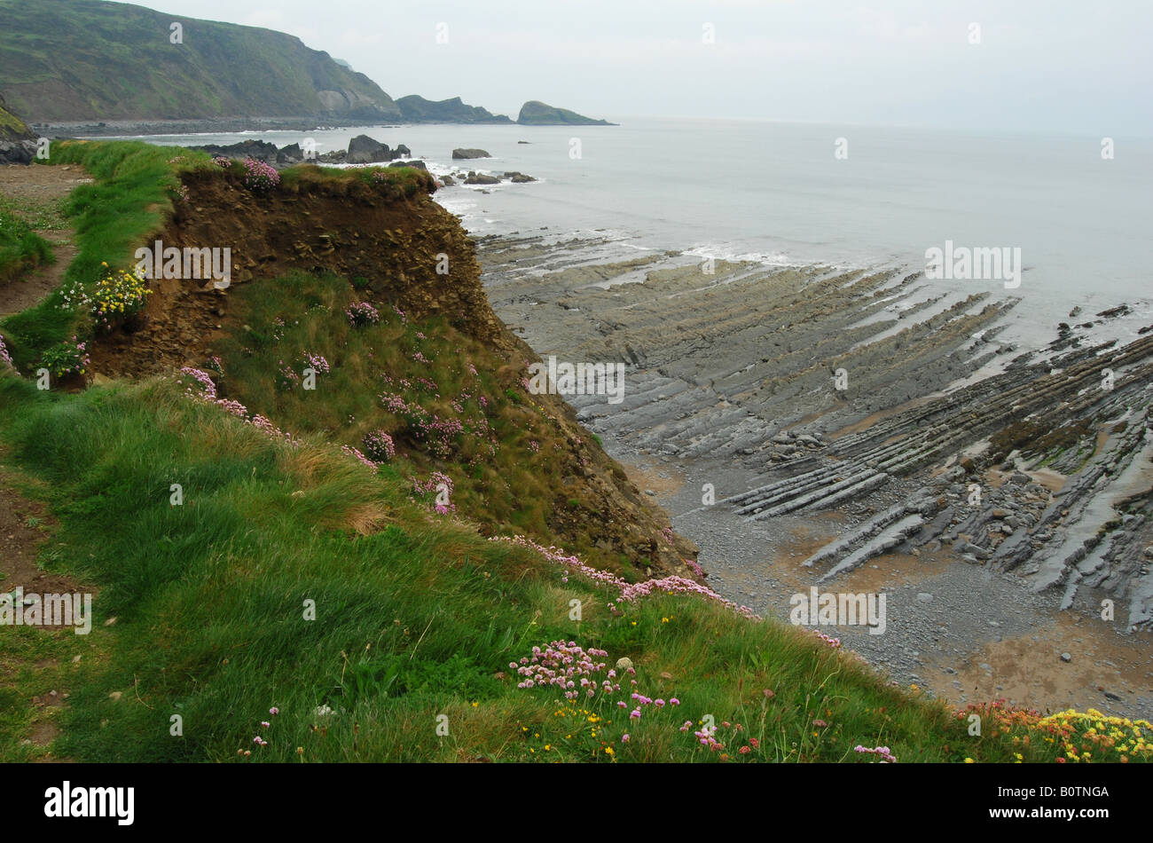 Welcombe mouth bay hi-res stock photography and images - Alamy
