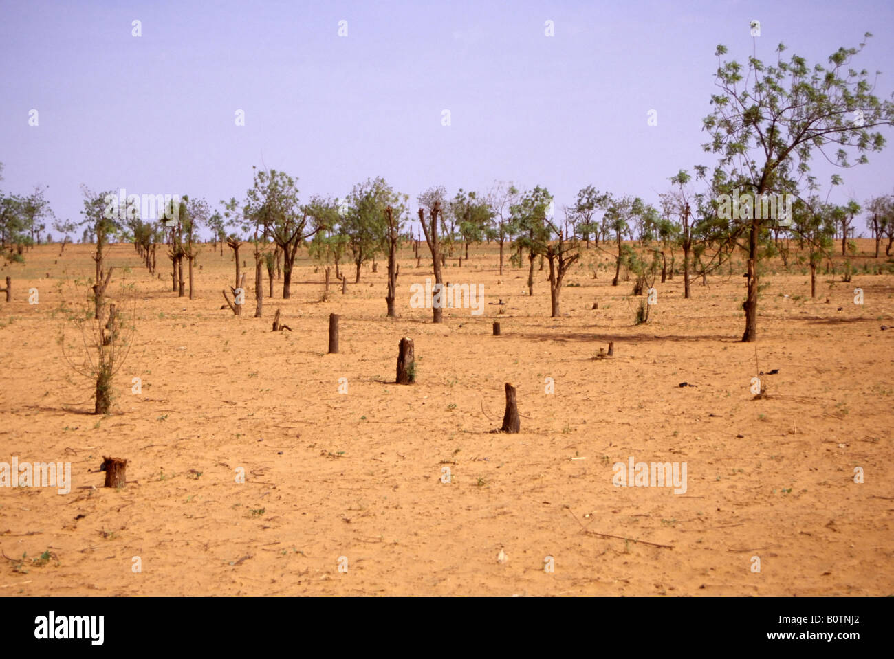 Sahel africa reforestation hi-res stock photography and images - Alamy
