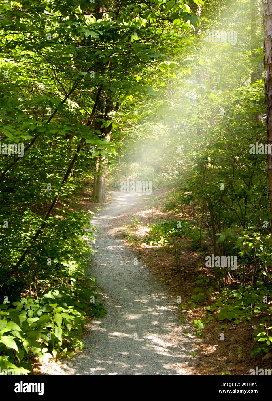 Woods path hi-res stock photography and images - Alamy