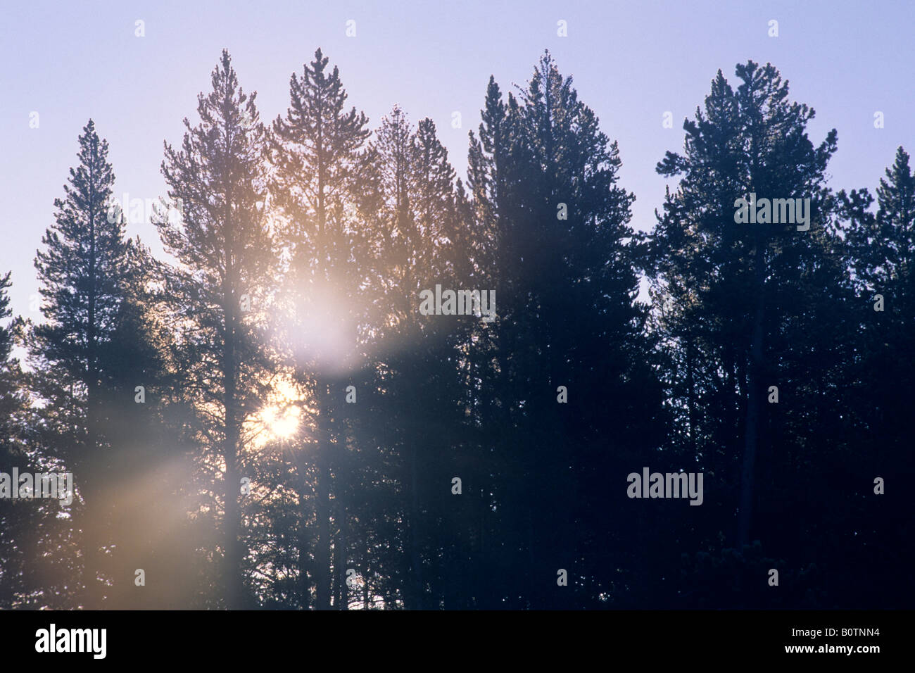 Sunlight filtered through a tree hi-res stock photography and images ...