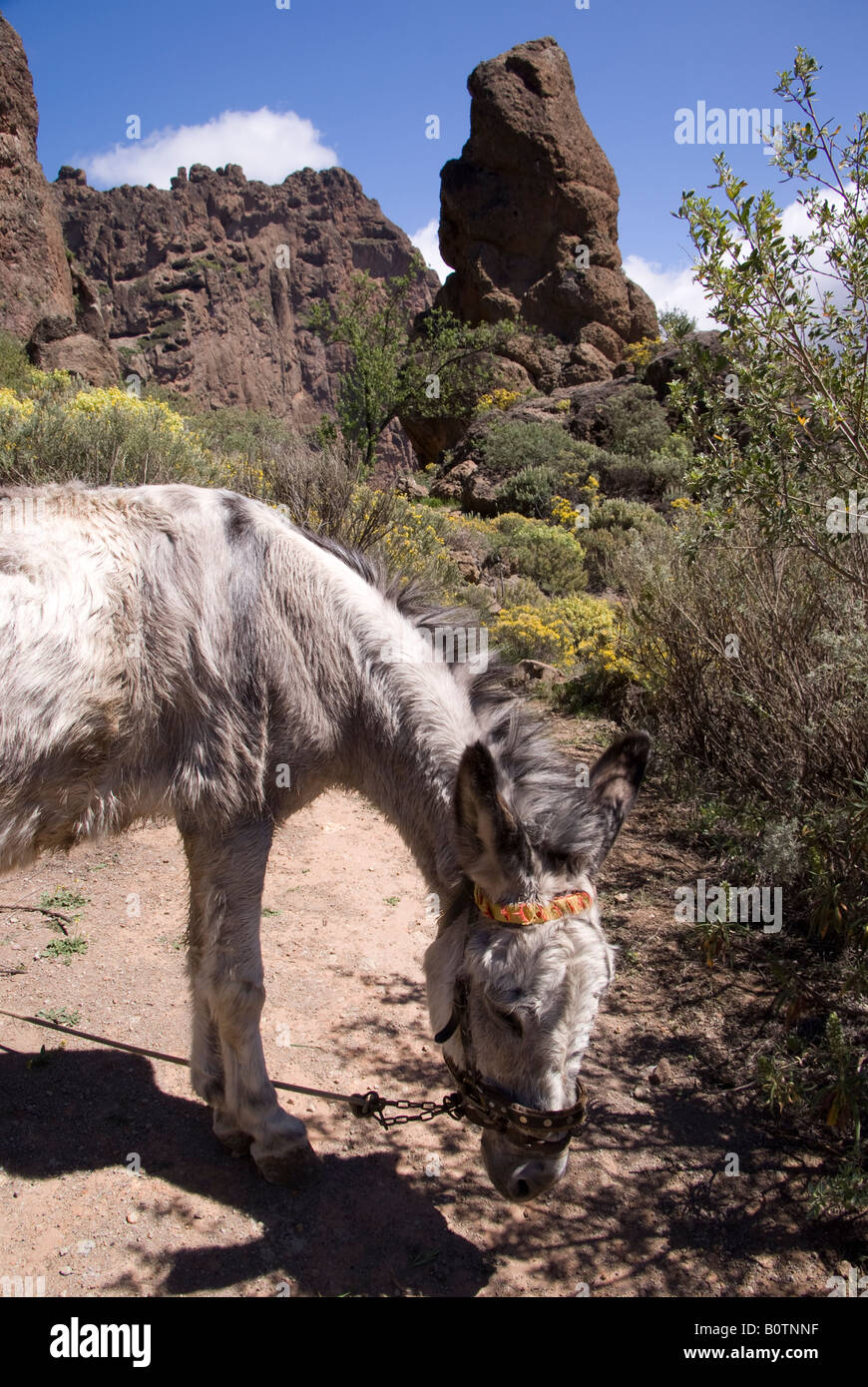 Gran Canaria - burro at the start of a trail to Roque Nublo near ...