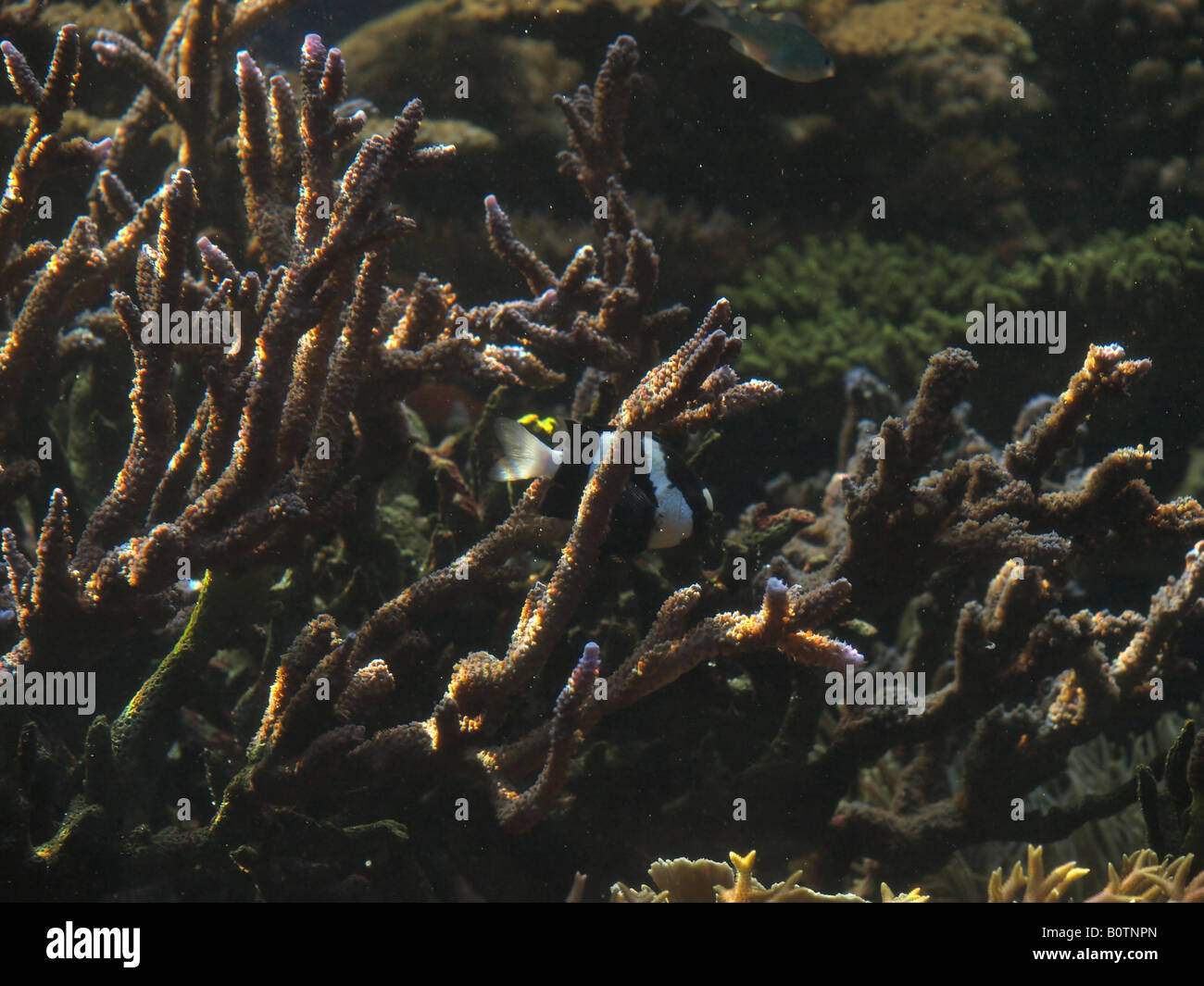 Underwater marine life hi-res stock photography and images - Alamy