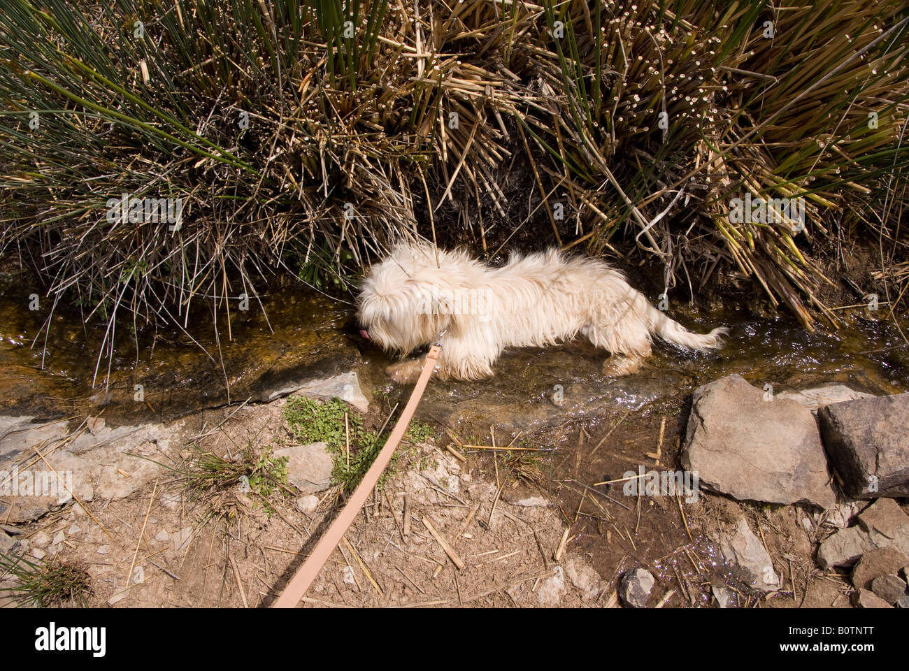 Dog cooling off on hot day in a stream of water Stock Photo - Alamy