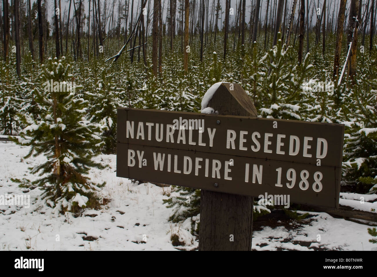 Sign about regrowth of trees in forest after wildfire Yellowstone ...