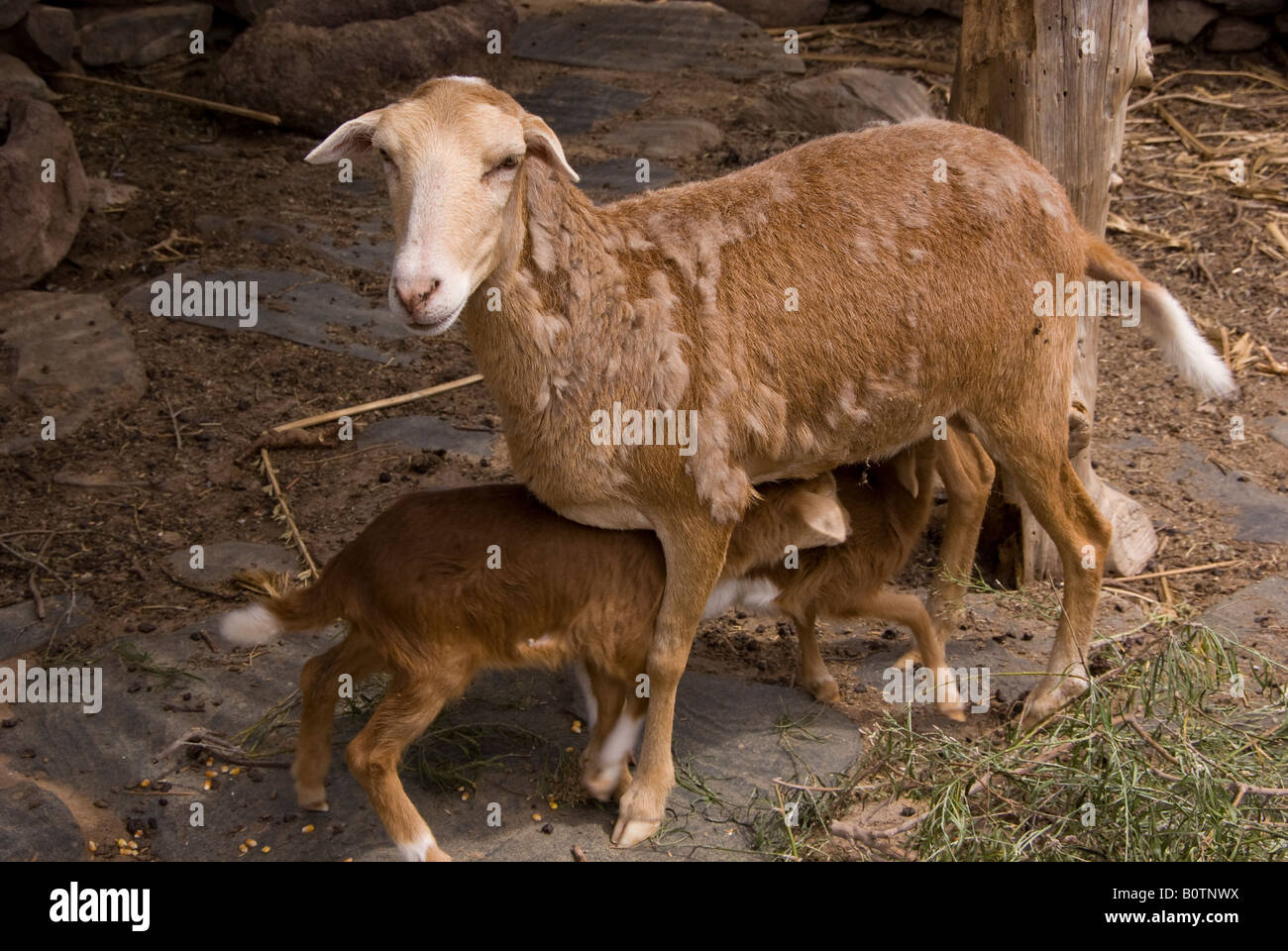 Gran Canaria - Mundo Aborigen near Maspalomas themed park with tableaux ...