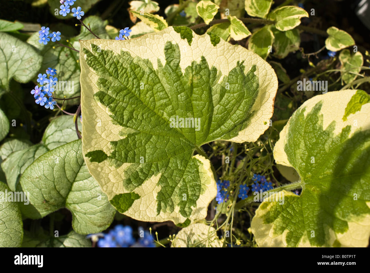 Tiny sky blue flowers and variegated leaf pattern of Brunnera ...