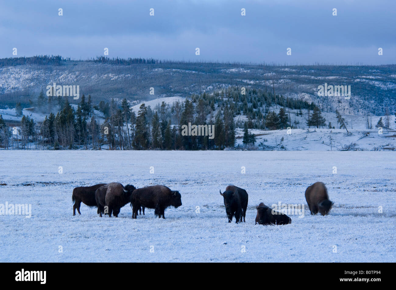 Buffalo bison herd in meadow at dawn after fall storm near Lower Geyser ...