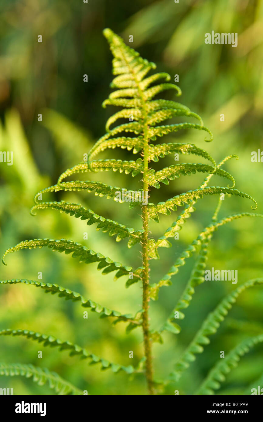 Close up fern opening hi-res stock photography and images - Alamy