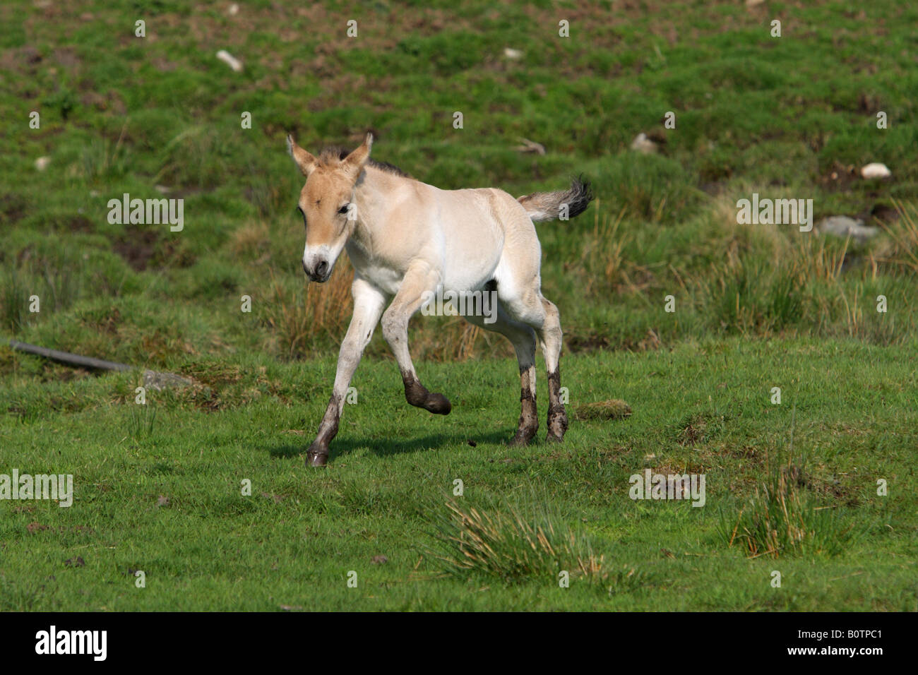 Przewalski's Horse Equus przewalskii new born foal running in a field ...