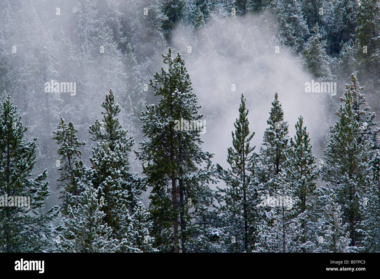 Geothermal steam venting from geysers between pine trees during a fall ...